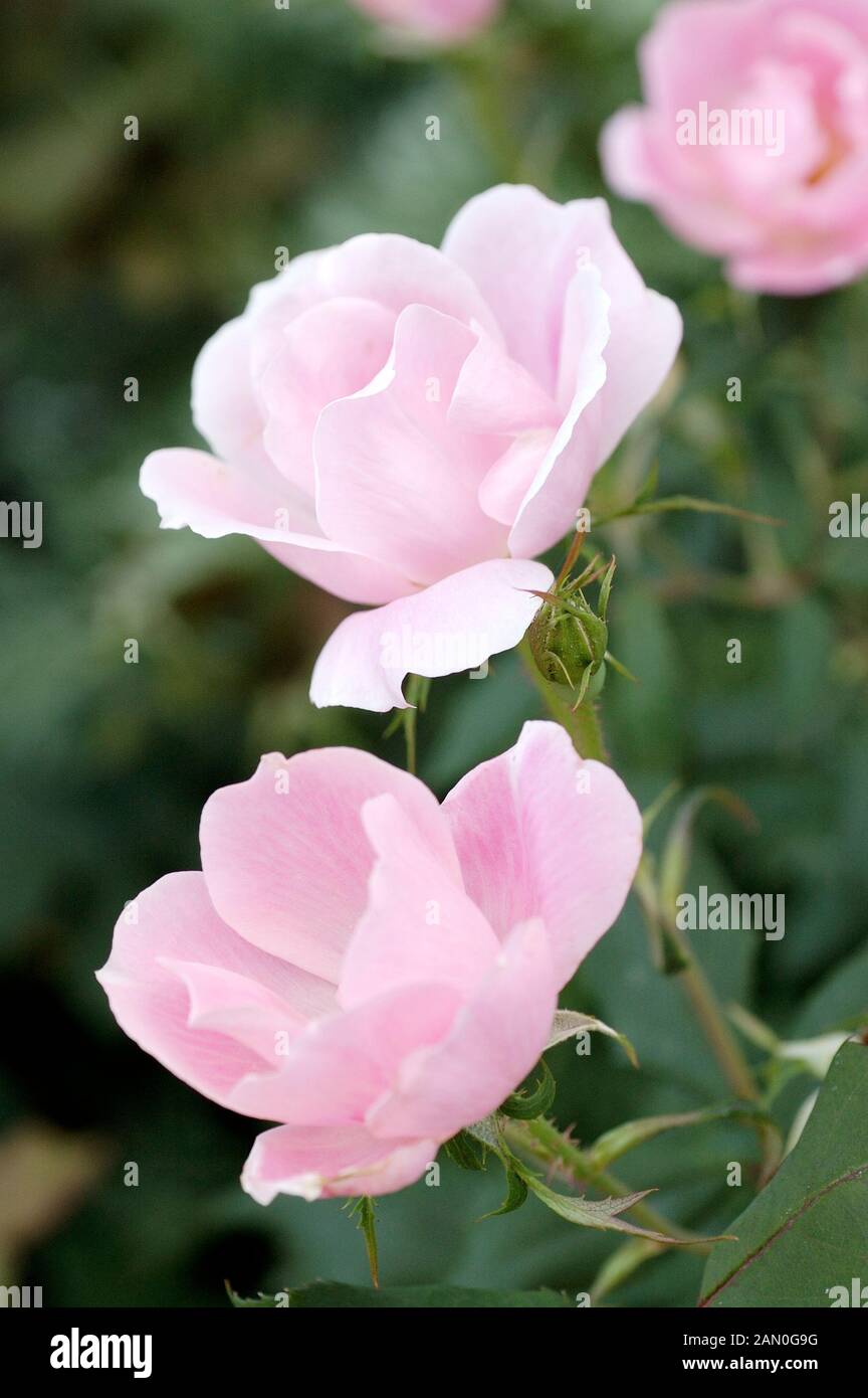 Rosa knock out rose hi-res stock photography and images - Alamy