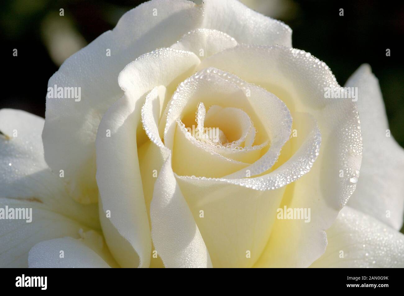 Rose Garden Monaco High Resolution Stock Photography and Images - Alamy