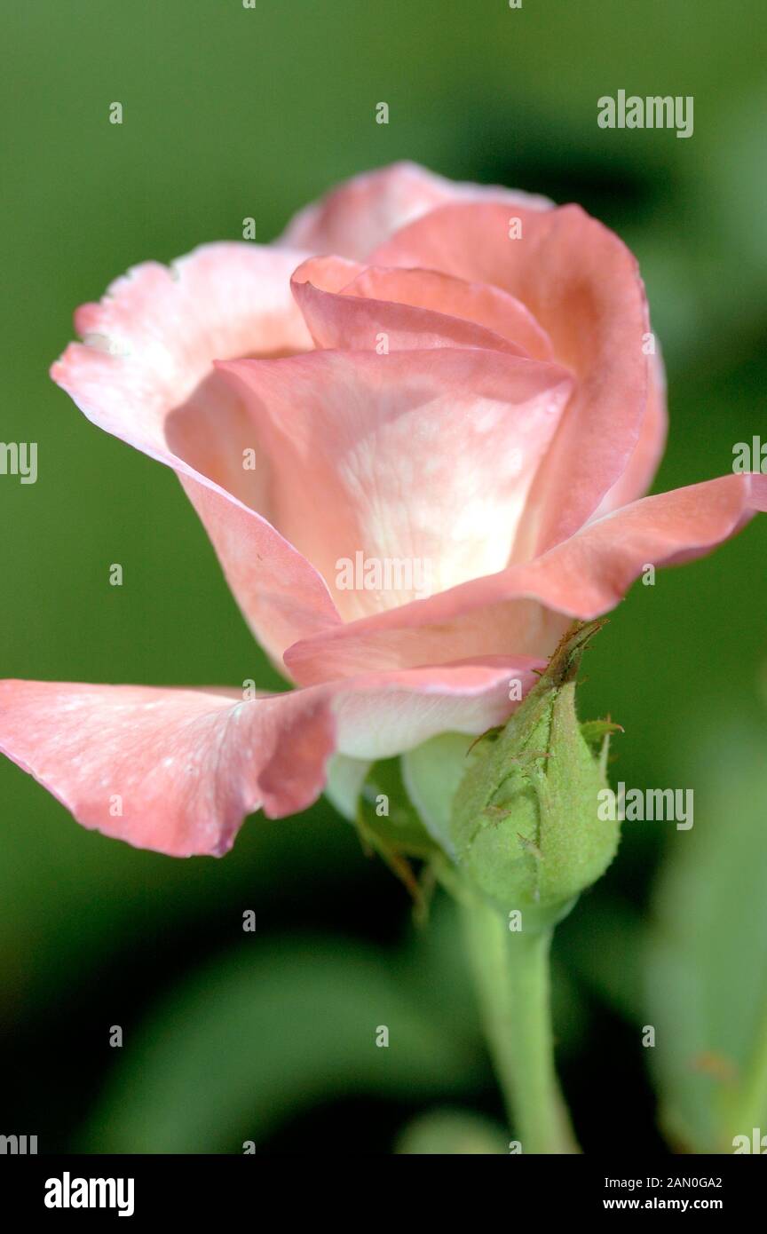 Gemini Rose High Resolution Stock Photography and Images - Alamy