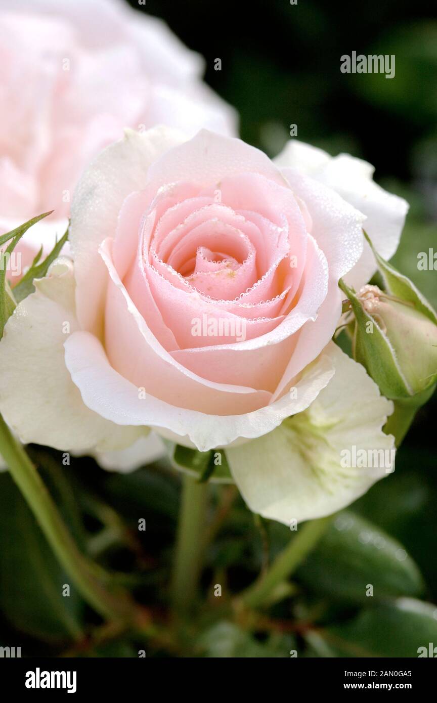 Rose strauss hi-res stock photography and images - Alamy