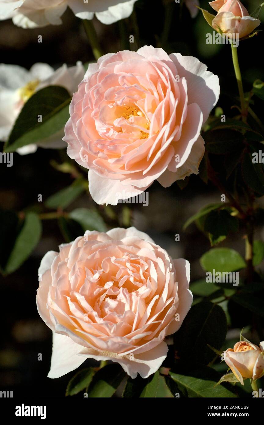 Tamora hi-res stock photography and images - Alamy