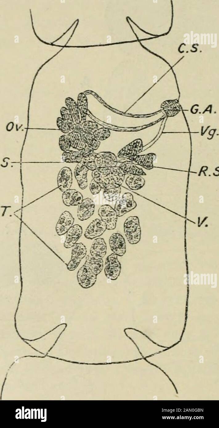 Receptaculum Seminis High Resolution Stock Photography and Images - Alamy