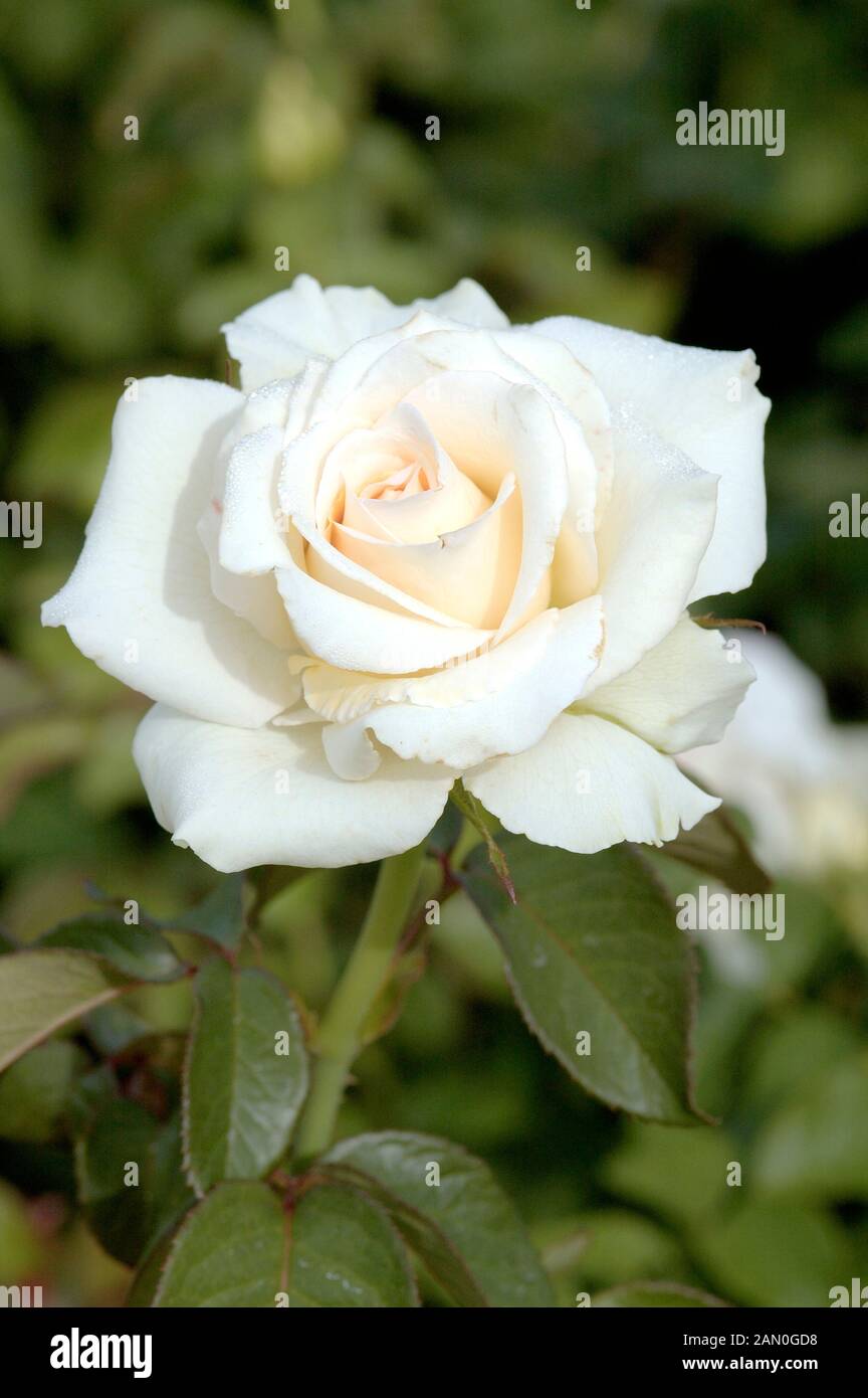 Whisper of rose hi-res stock photography and images - Alamy