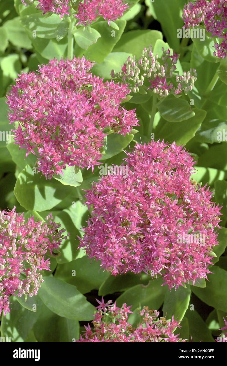 Sedum neon hi-res stock photography and images - Alamy