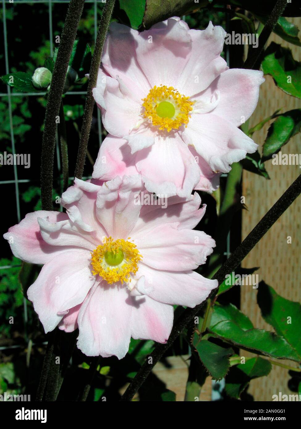 Anemone japonica pink hi-res stock photography and images - Alamy