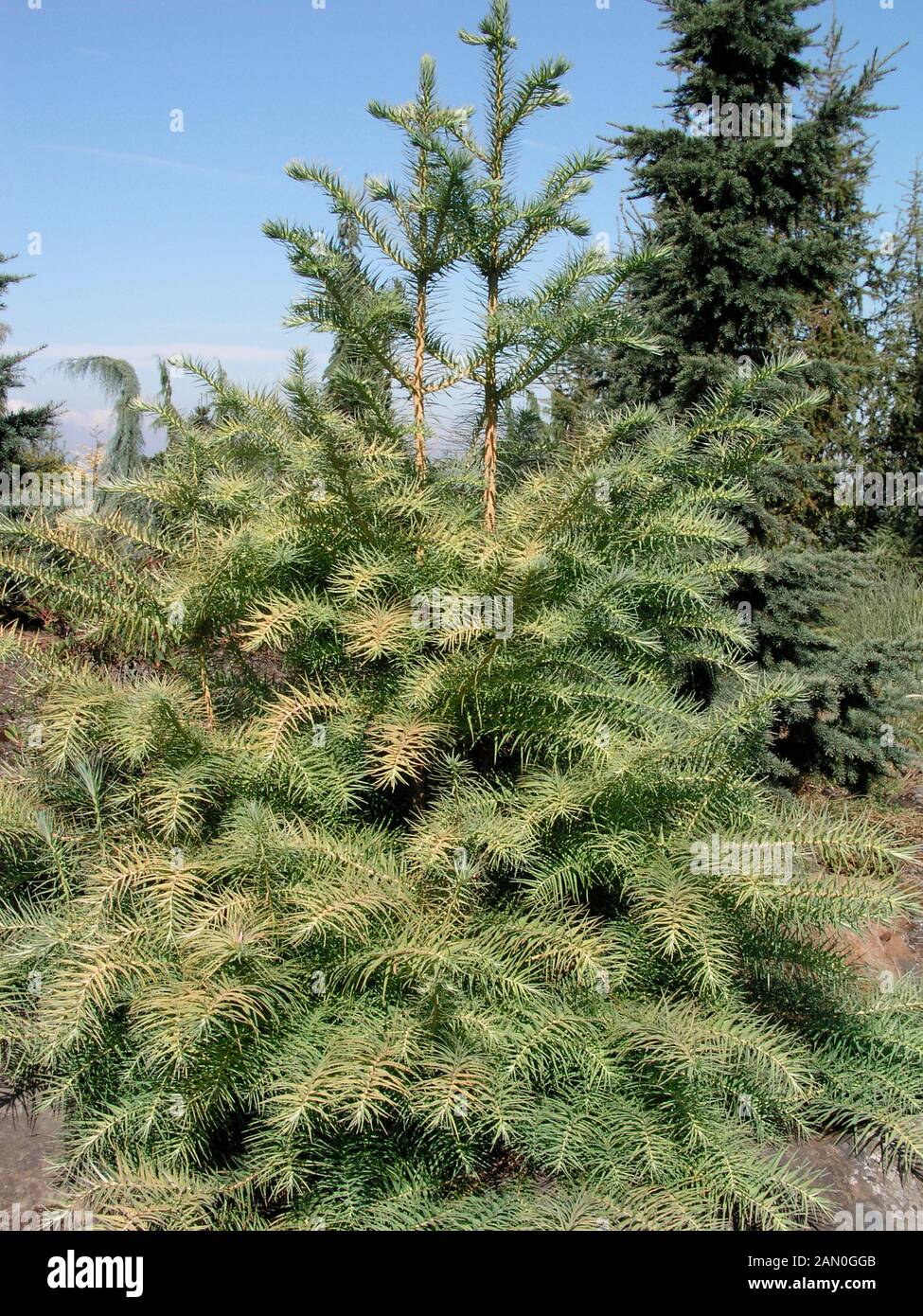 Cunninghamia lanceolata hi-res stock photography and images - Alamy