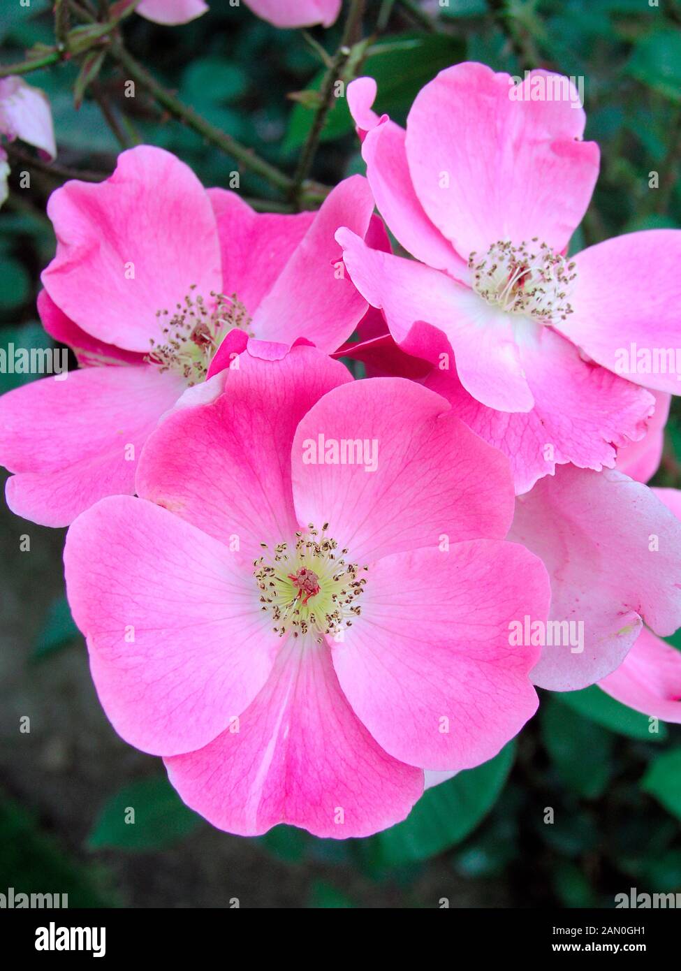 Rose betty prior hi-res stock photography and images - Alamy