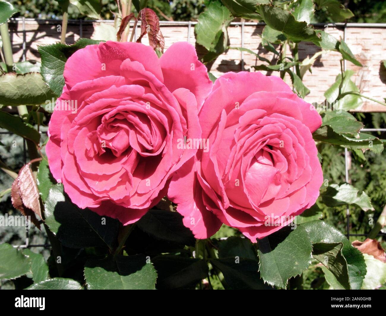 High society hi-res stock photography and images - Alamy