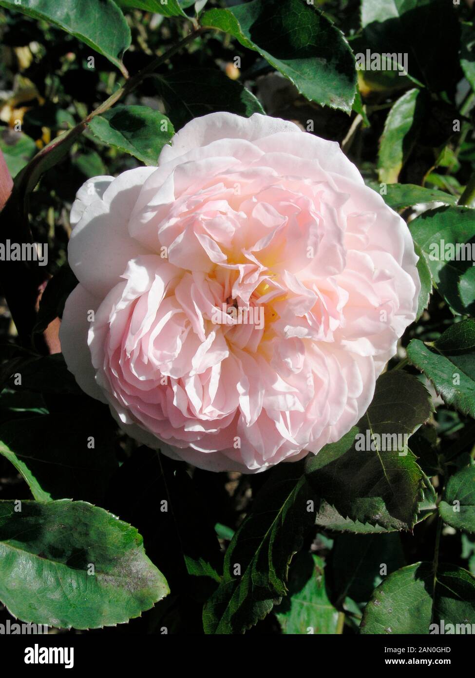Rosa evelyn rose hi-res stock photography and images - Alamy