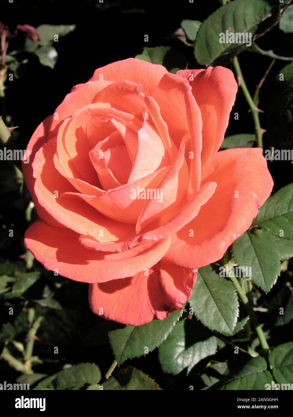 Royal rosa hi-res stock photography and images - Alamy