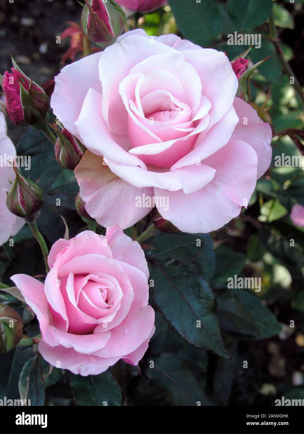 Rosa the lady hi-res stock photography and images - Alamy
