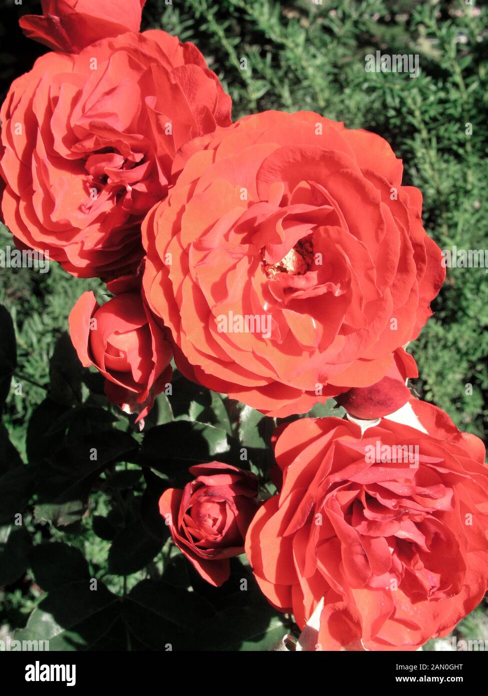 Rose trumpeter hi-res stock photography and images - Alamy