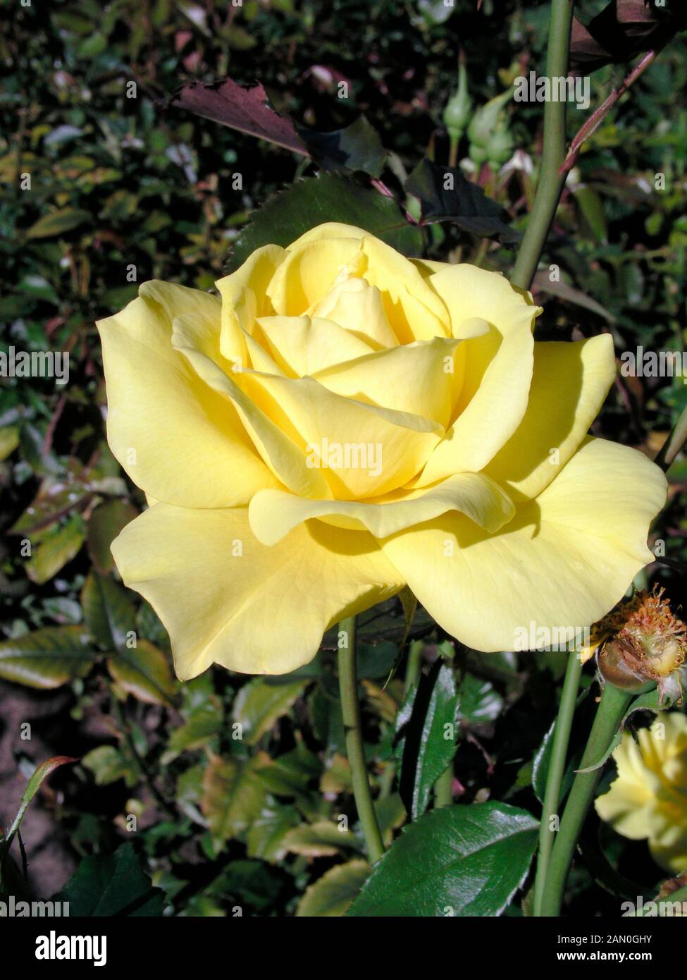 Rose sunsprite hi-res stock photography and images - Alamy