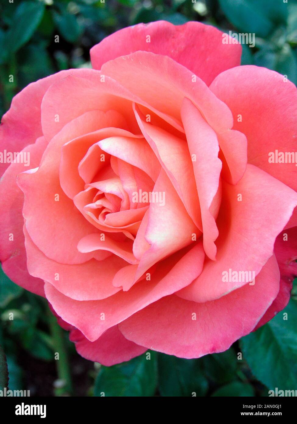 Rosa voodoo hi-res stock photography and images - Alamy