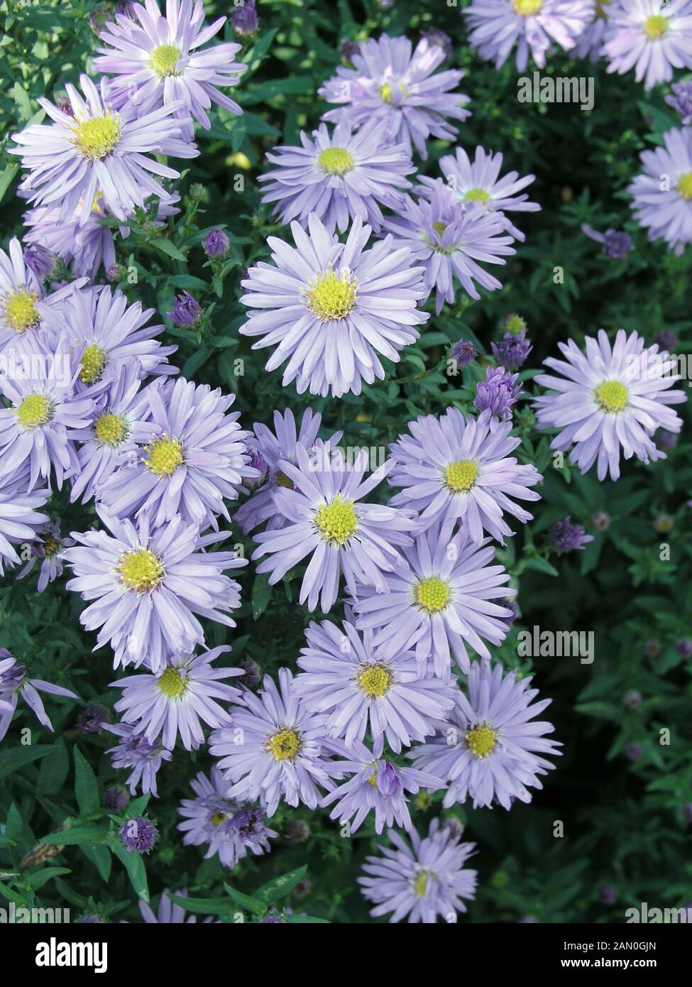Aster novi belgii 'lady in blue' hi-res stock photography and images ...