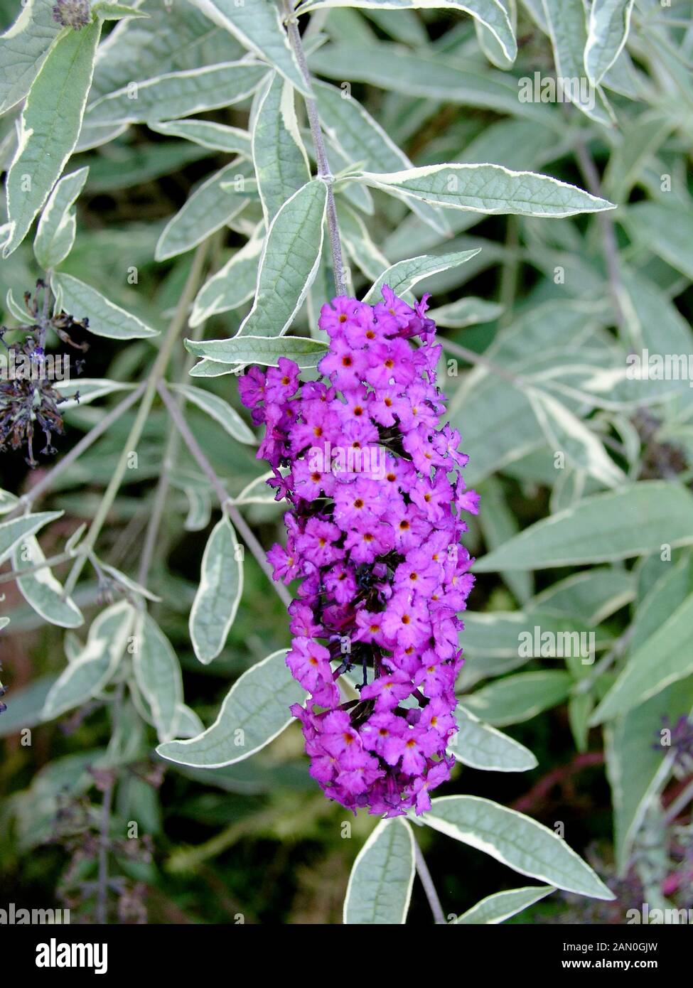Buddleia davidii harlequin hi-res stock photography and images - Alamy