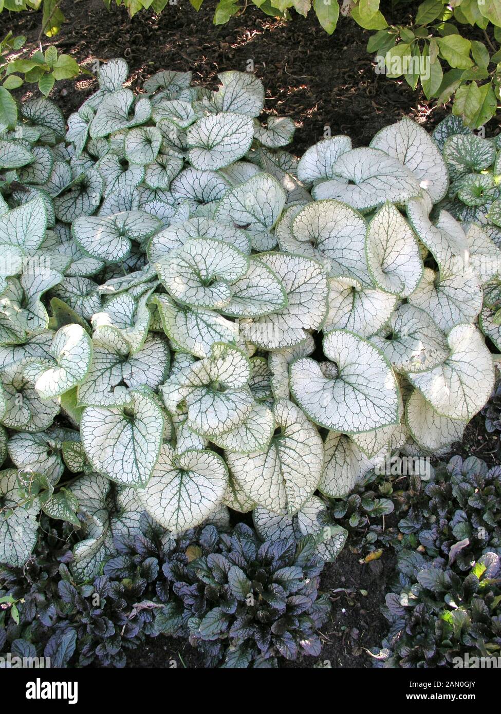 Brunnera macrophylla jack frost hi-res stock photography and images - Alamy