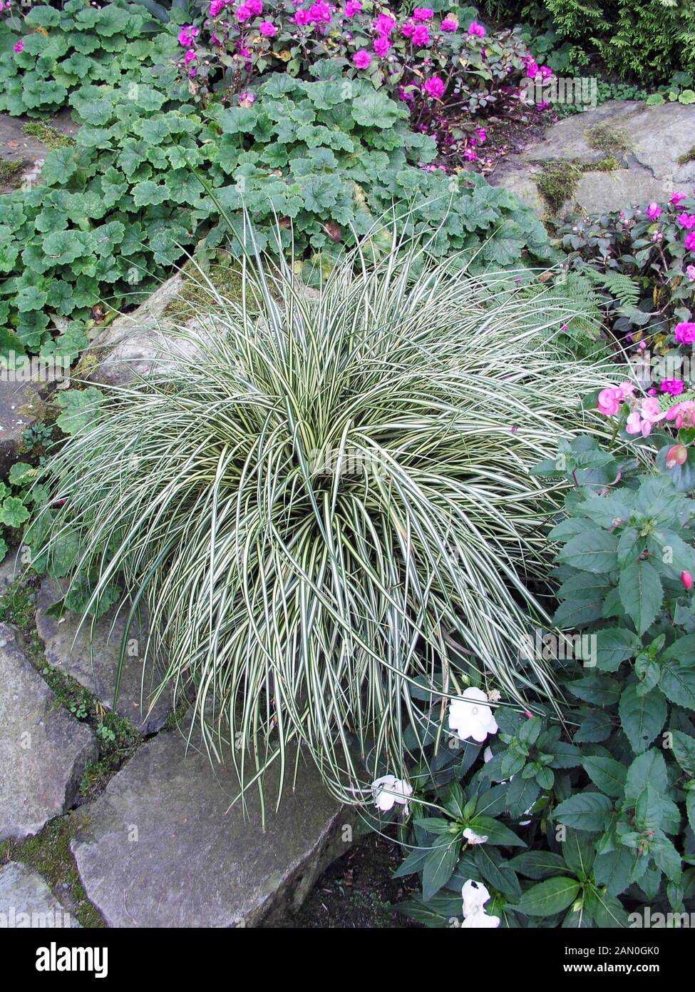 Carex morrowii hi-res stock photography and images - Alamy