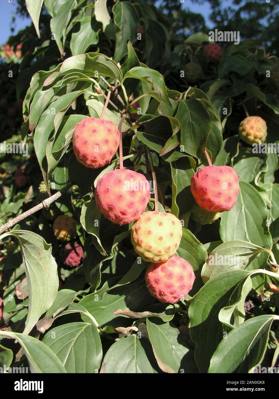 Cornus kousa fruit hi-res stock photography and images - Alamy