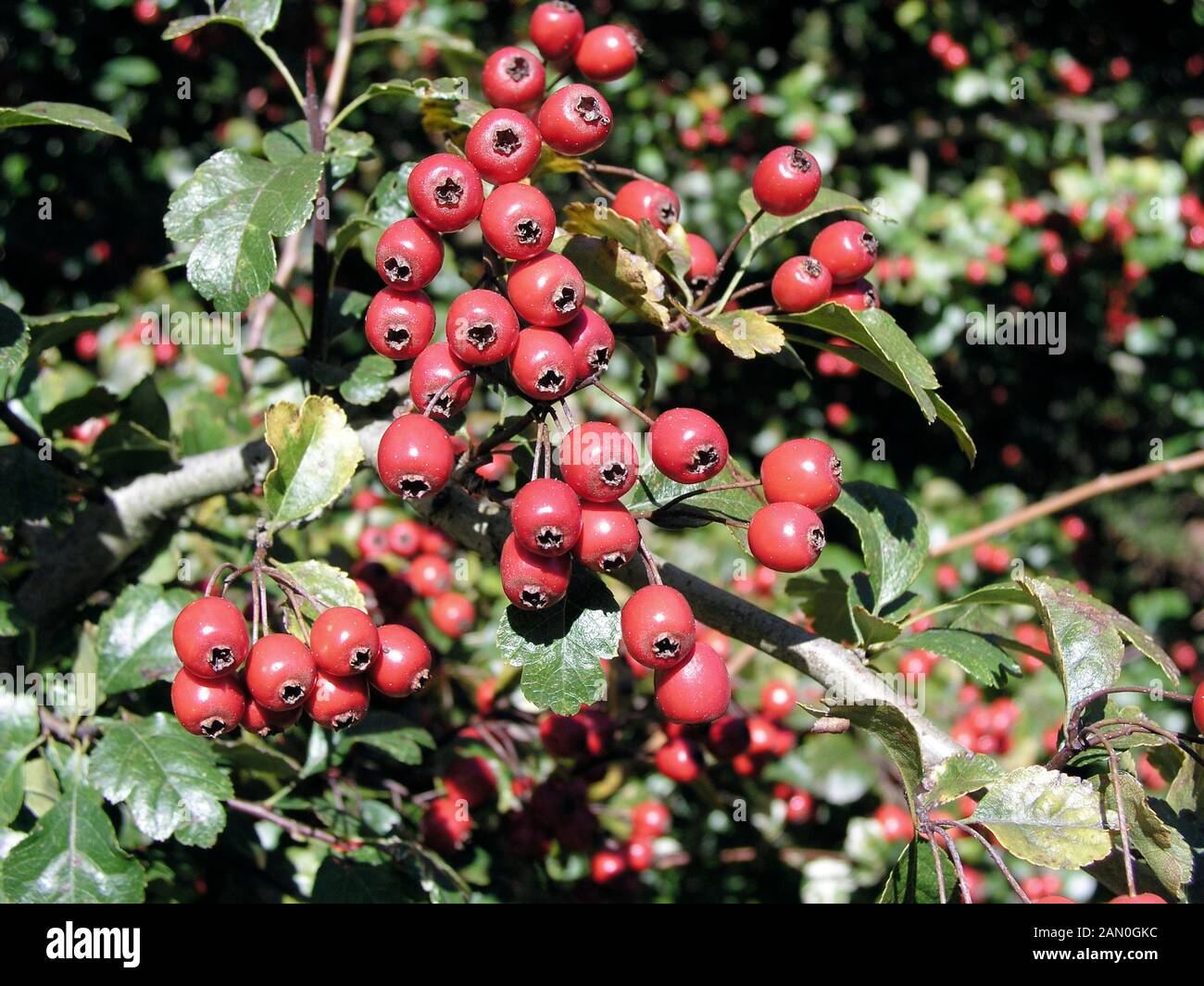 CRATAEGUS LAEVIGATA GIREOUDII FRUIT Stock Photo - Alamy