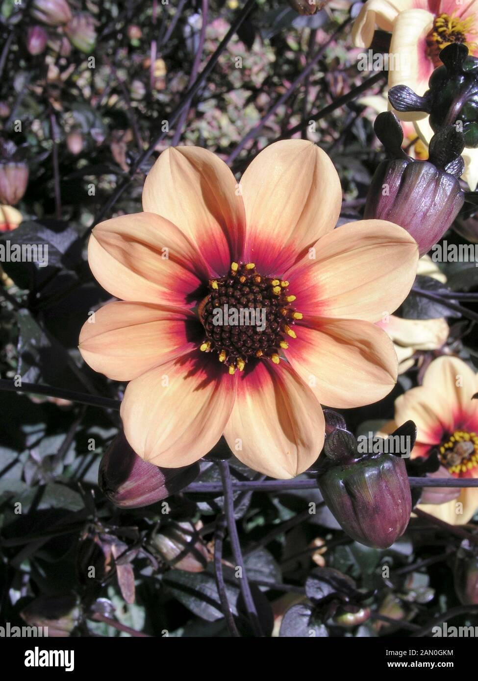 Dahlia moonfire hi-res stock photography and images - Alamy