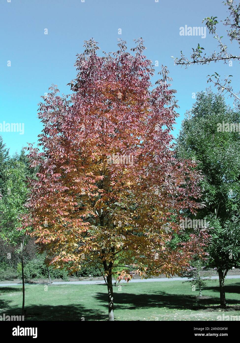 Fraxinus americana 'autumn purple' hi-res stock photography and images ...