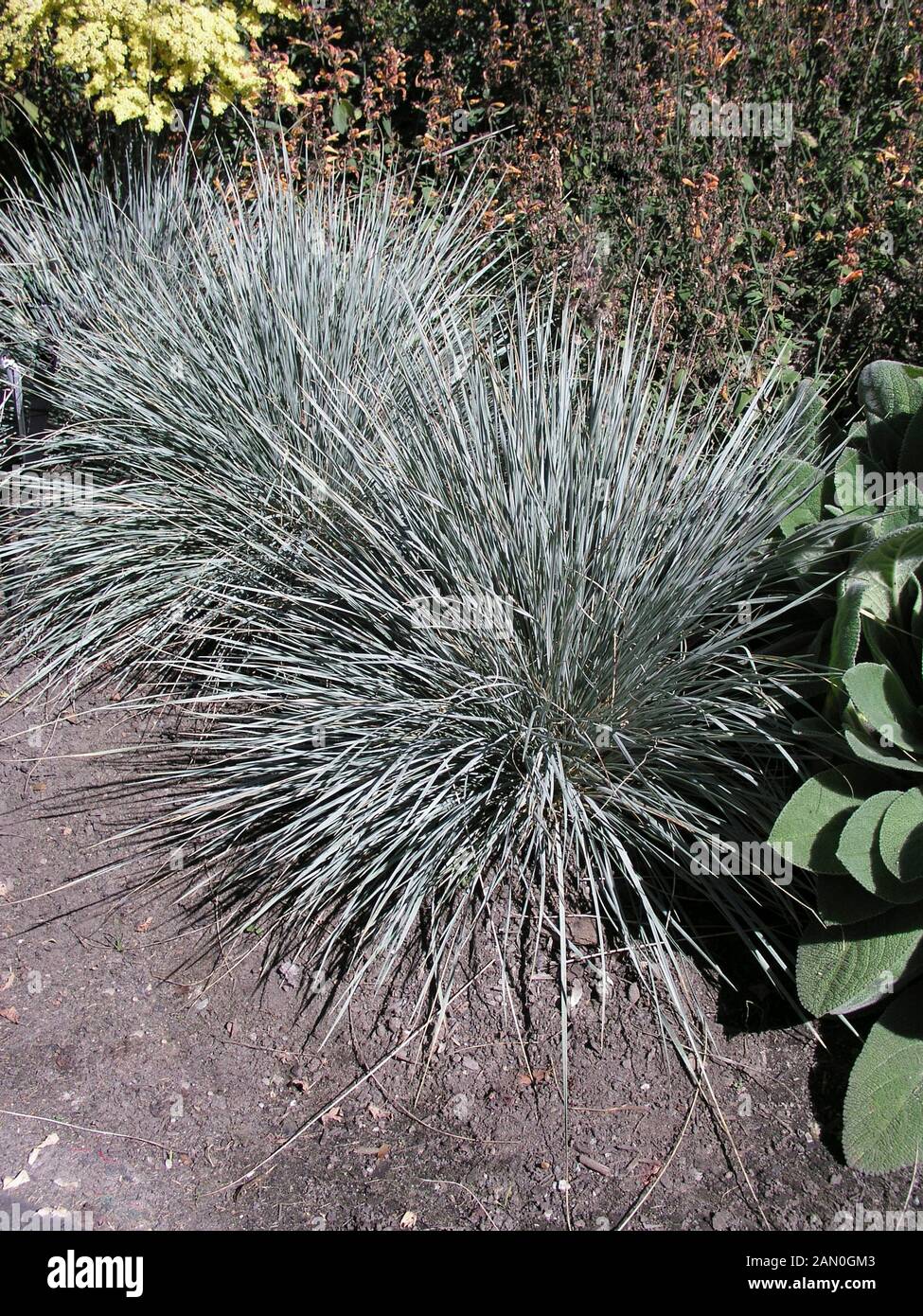 Helictotrichon Sempervirens Sapphire