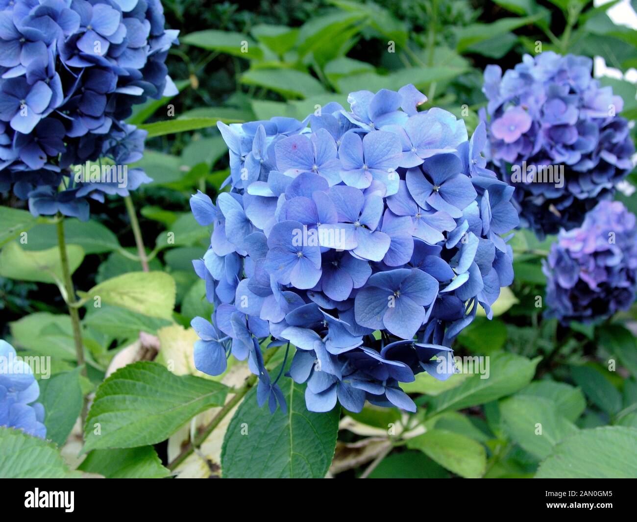 HYDRANGEA MACROPHYLLA BLUE Stock Photo - Alamy