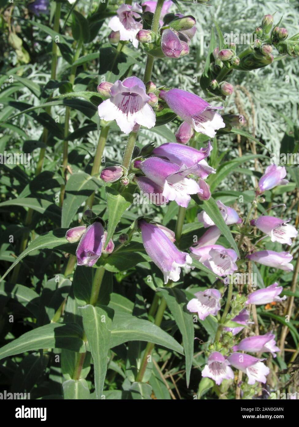 PENSTEMON SOUR GRAPES Stock Photo - Alamy