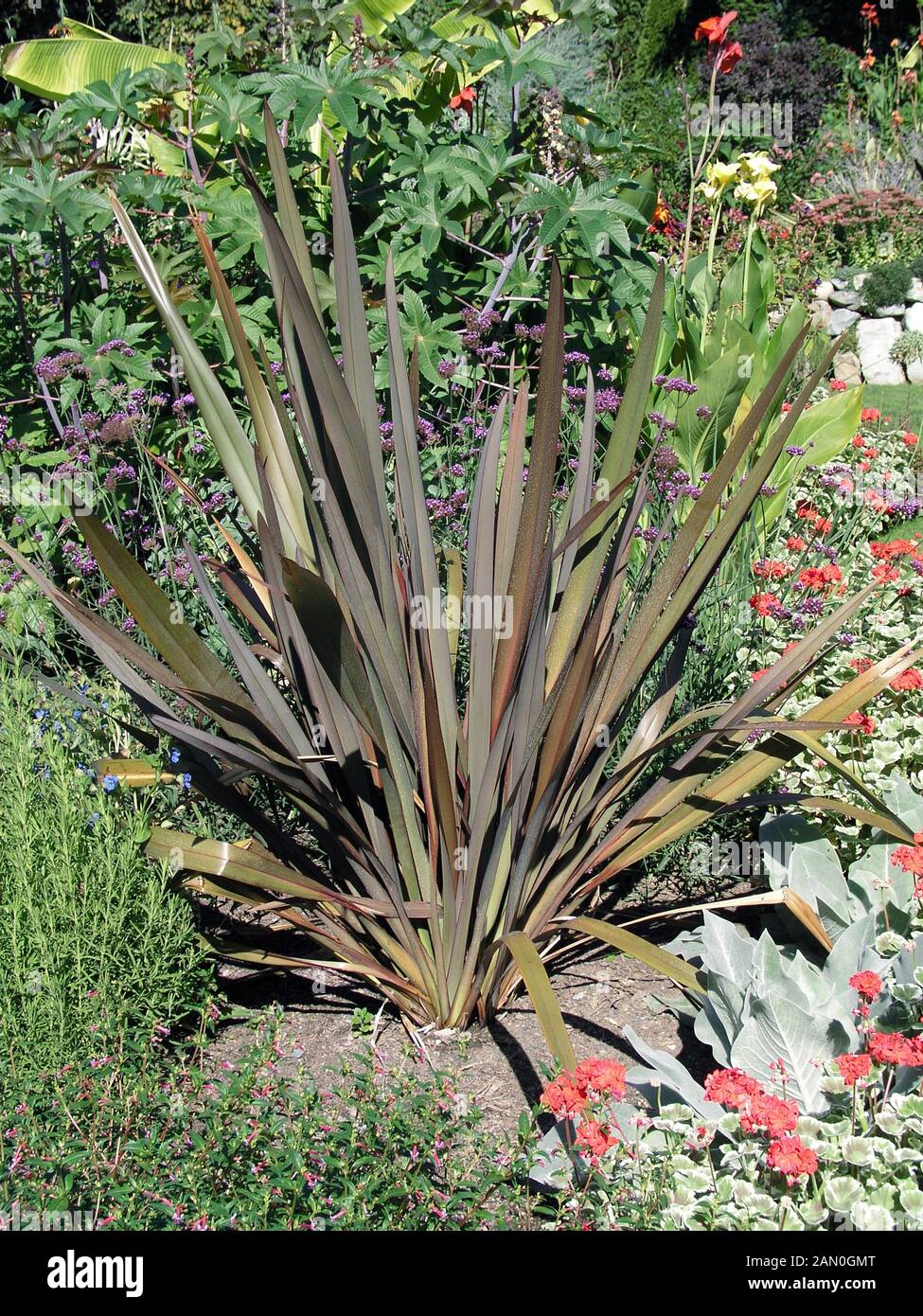 Phormium tenax hi-res stock photography and images - Alamy