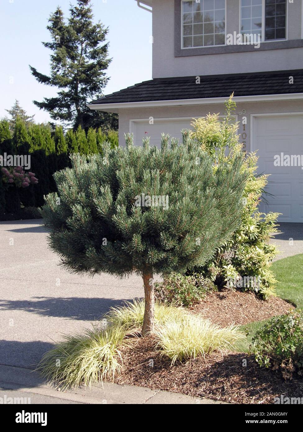 Pinus on standard hi-res stock photography and images - Alamy
