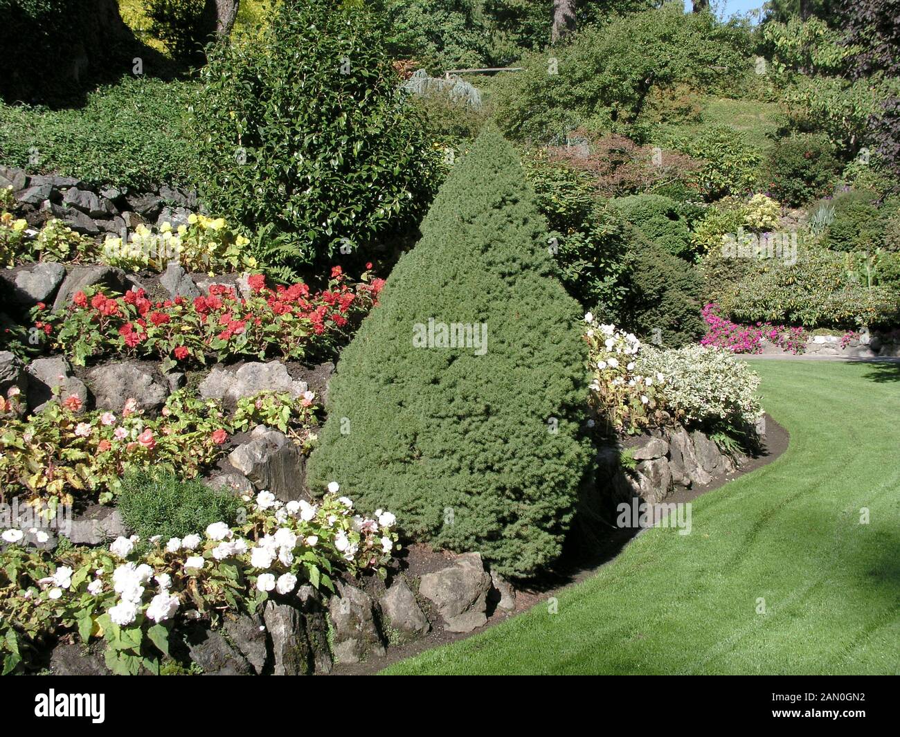 Picea glauca conica hi-res stock photography and images - Alamy