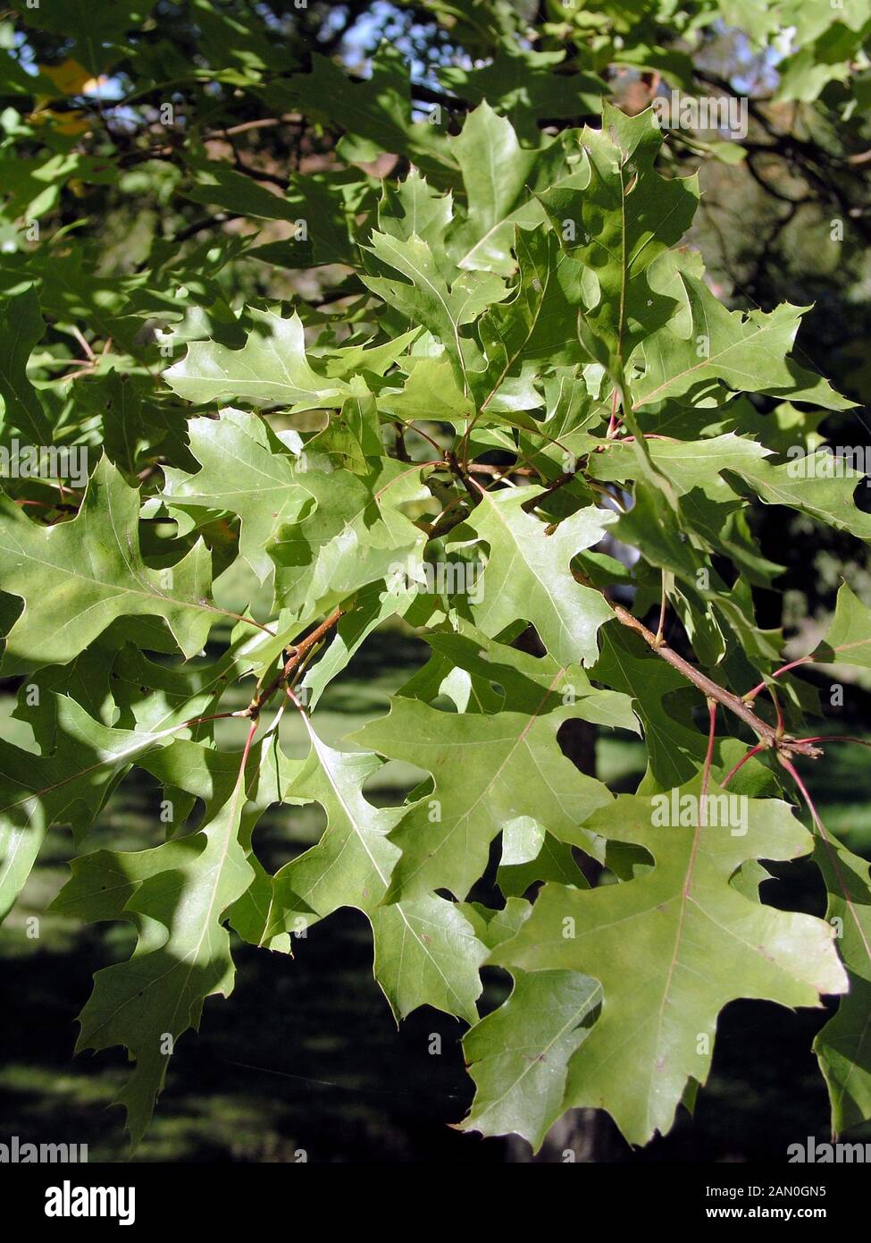 QUERCUS PALUSTRIS LEAF CLOSEUP Stock Photo - Alamy