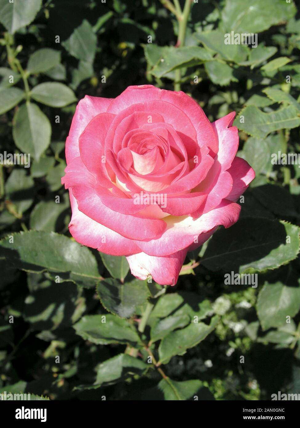 Donna rose hi-res stock photography and images - Alamy