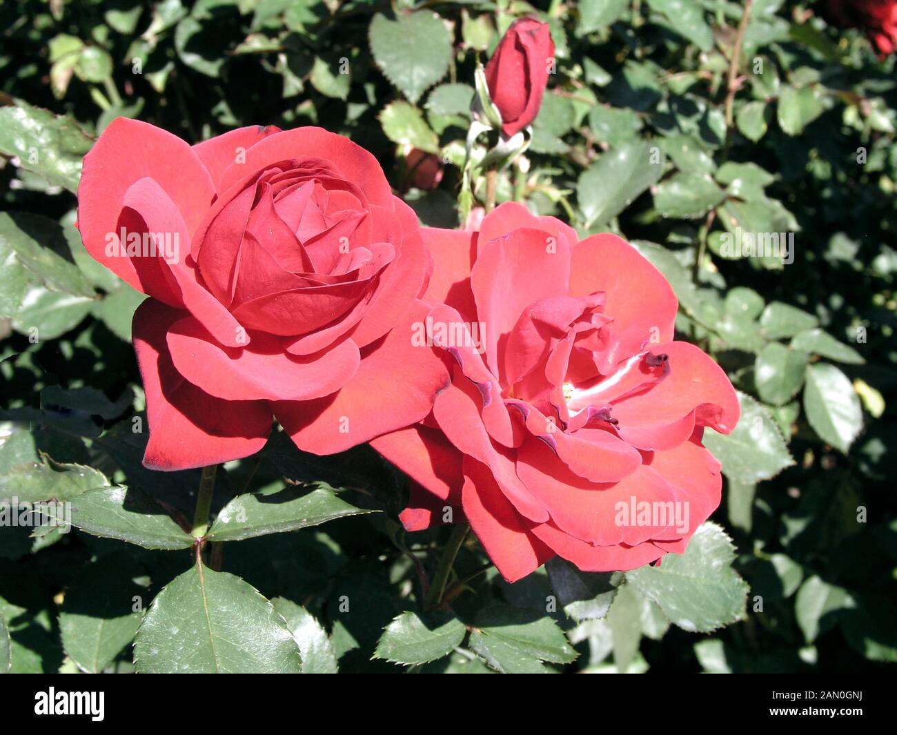 Rosa invincible hi-res stock photography and images - Alamy