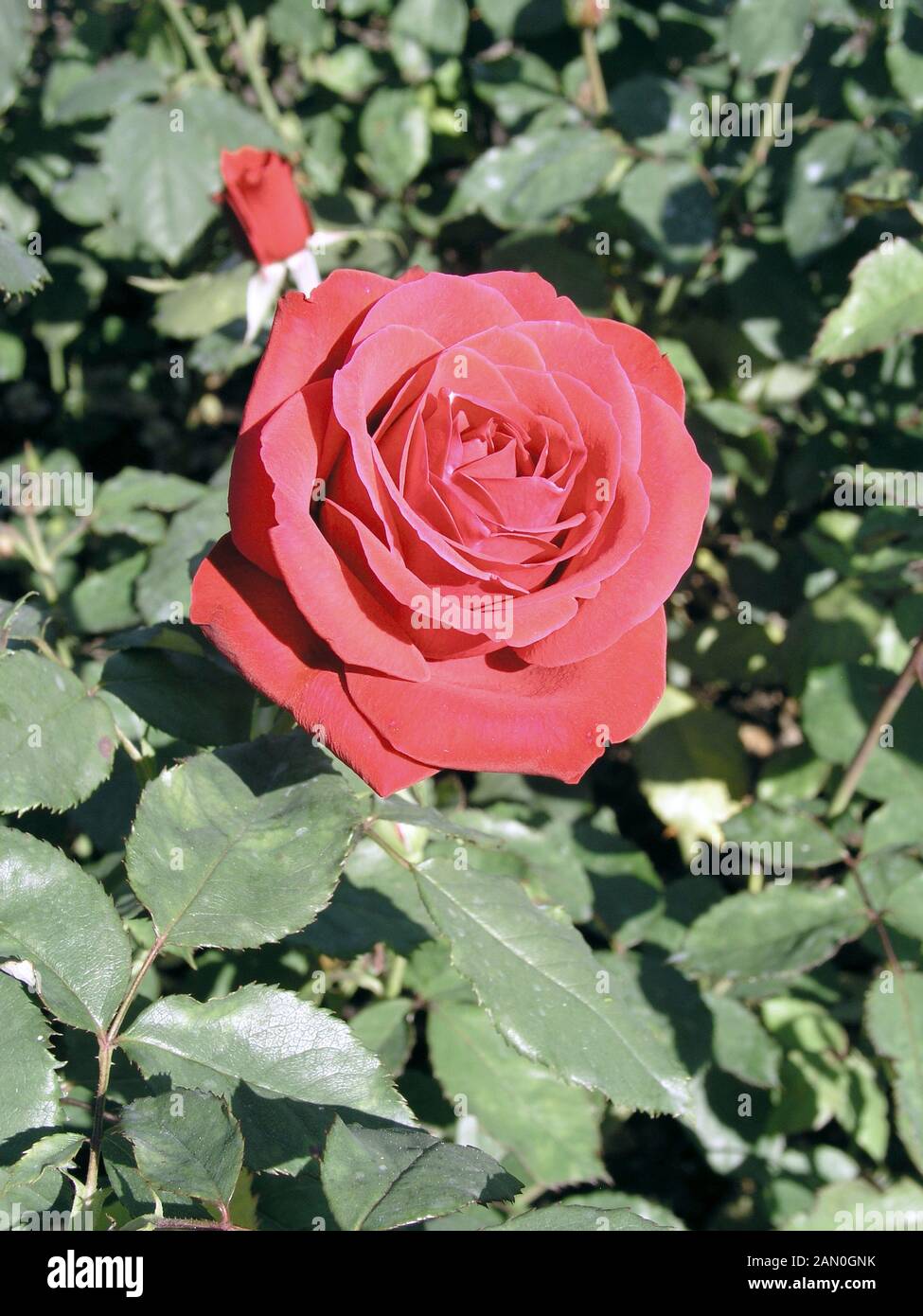 Rosa olympiad hi-res stock photography and images - Alamy