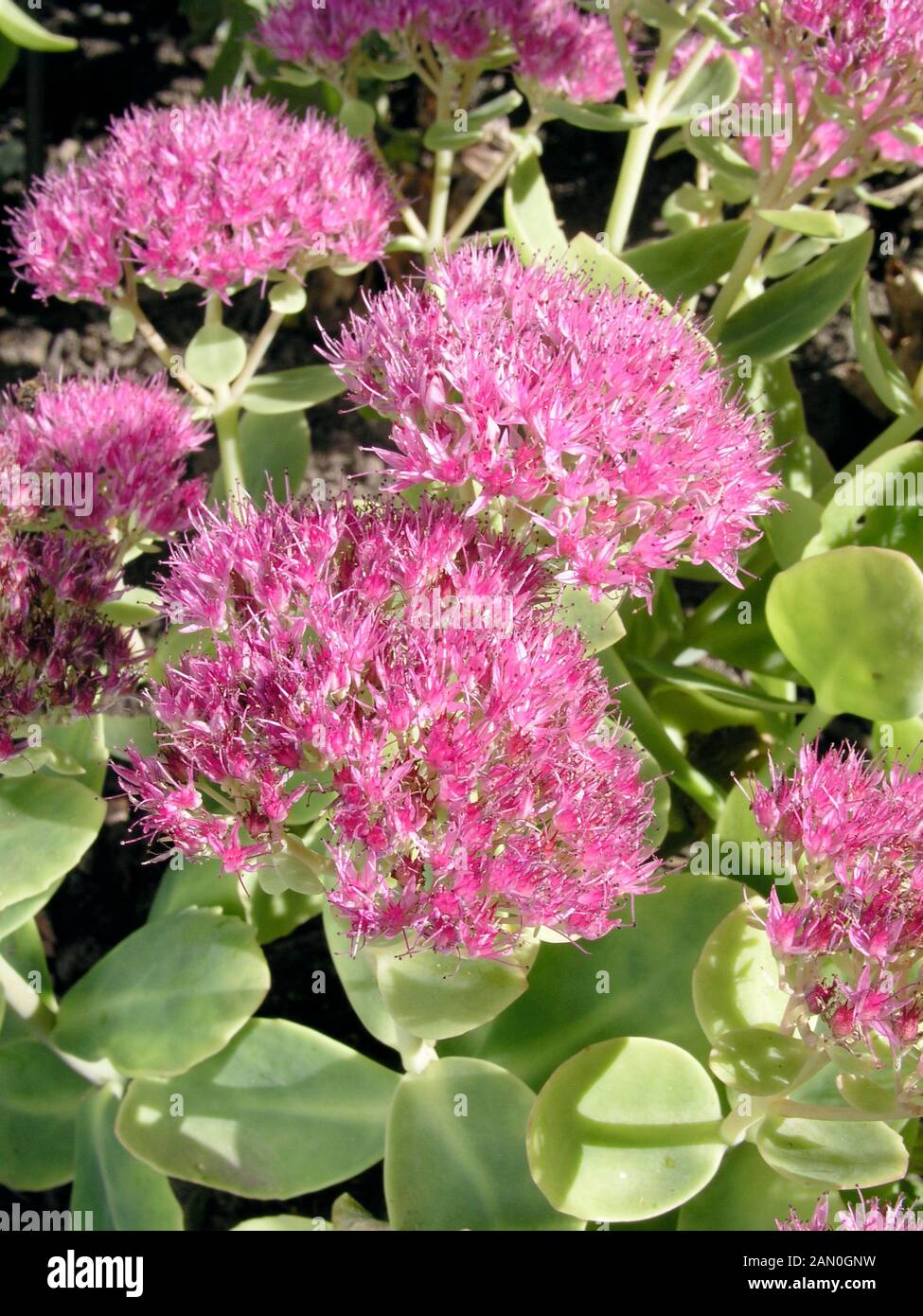 SEDUM SPECTABILE BRILLIANT Stock Photo - Alamy