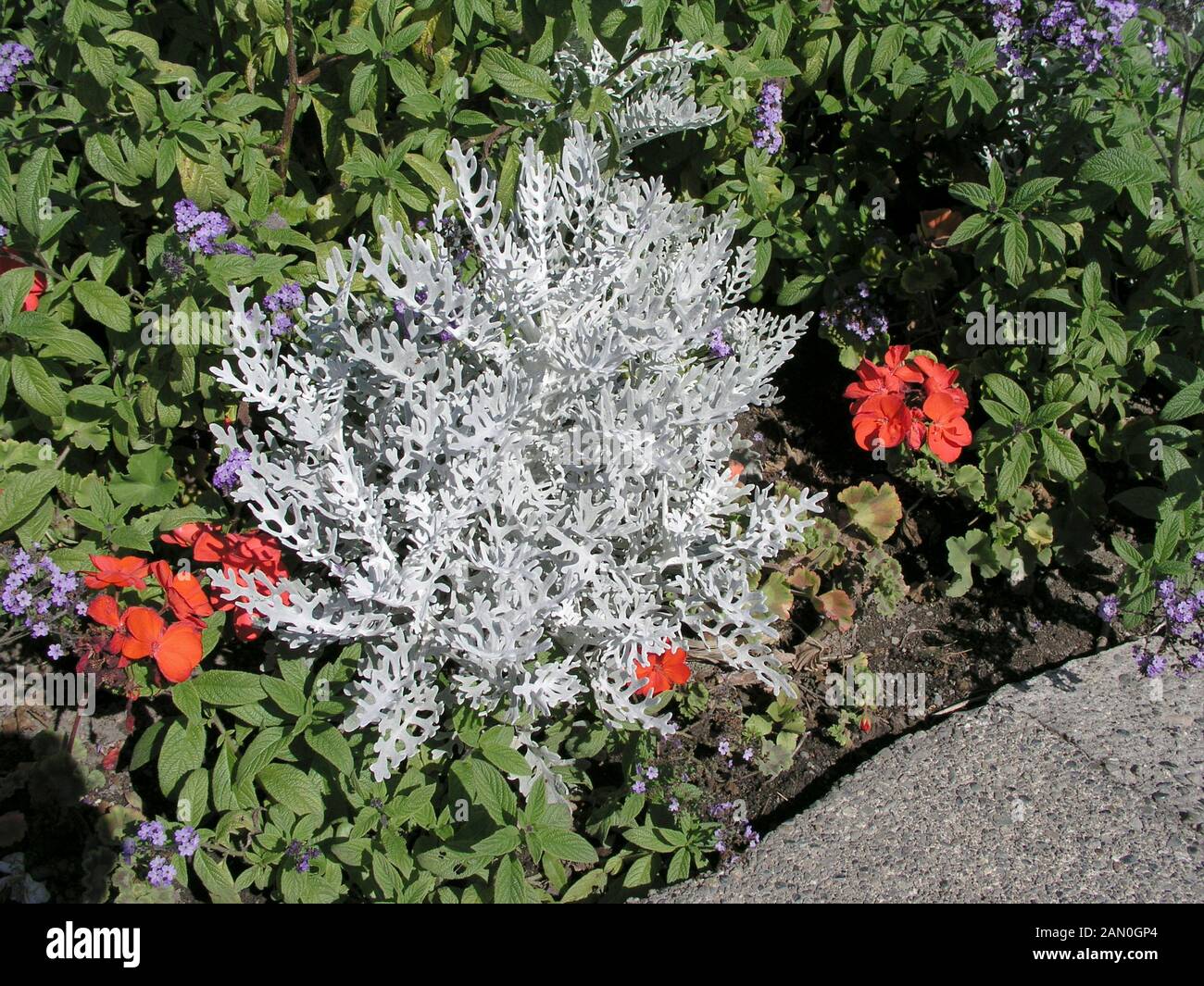 Senecio cineraria hi-res stock photography and images - Alamy