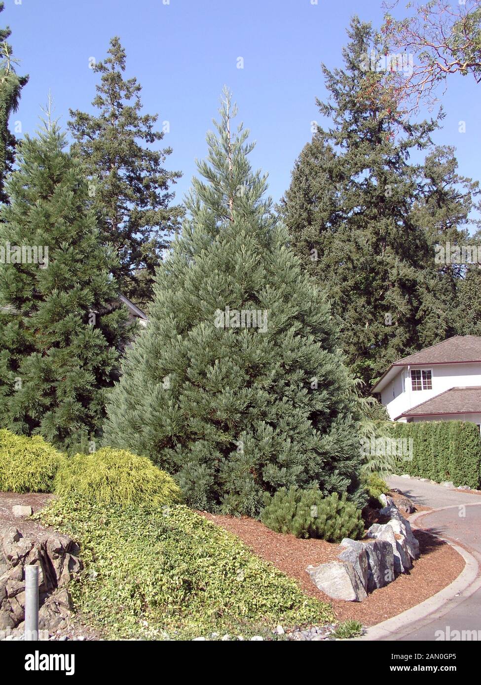 Sequoia gigantea hi-res stock photography and images - Alamy