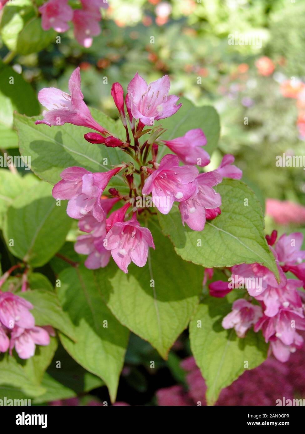 WEIGELA FLORIDA PINK Stock Photo - Alamy