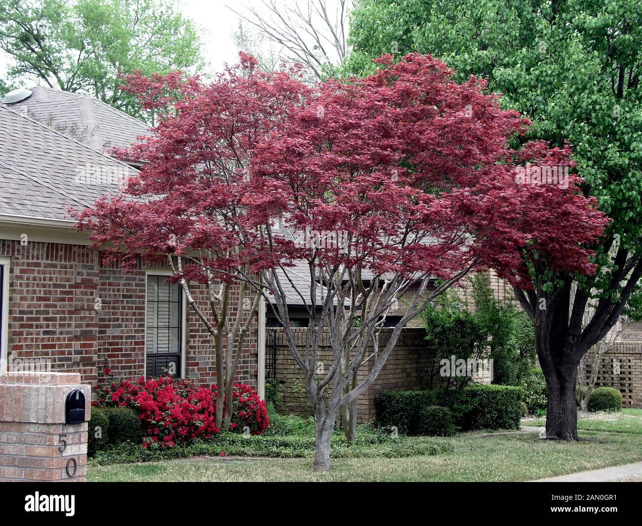 Acer palmatum atropurpureum hi-res stock photography and images - Alamy