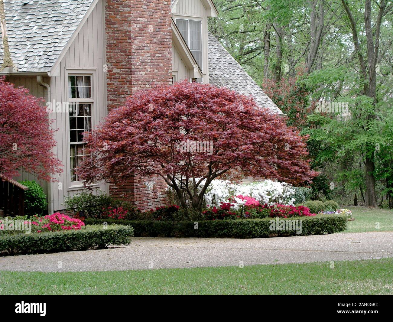 Palmatum atropurpureum hi-res stock photography and images - Alamy