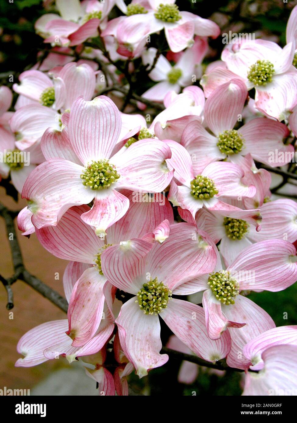 CORNUS FLORIDA PINK Stock Photo - Alamy