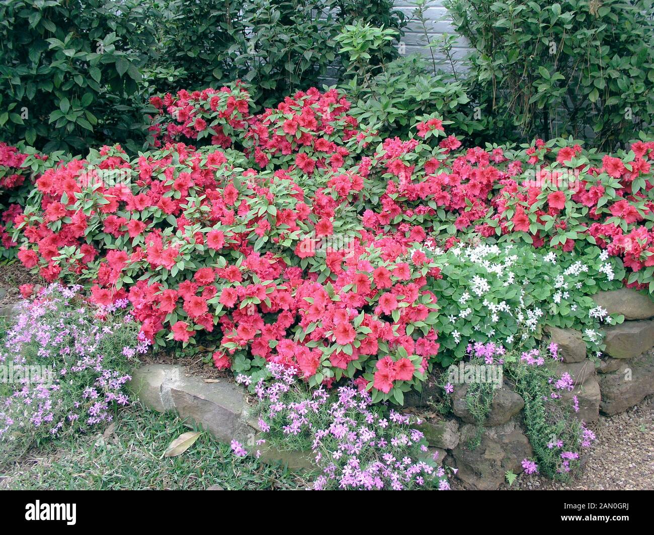 AZALEA RED RUFFLES Stock Photo - Alamy