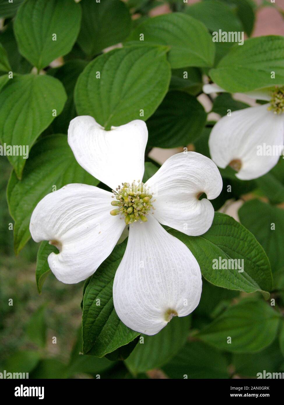 CORNUS FLORIDA WHITE Stock Photo - Alamy