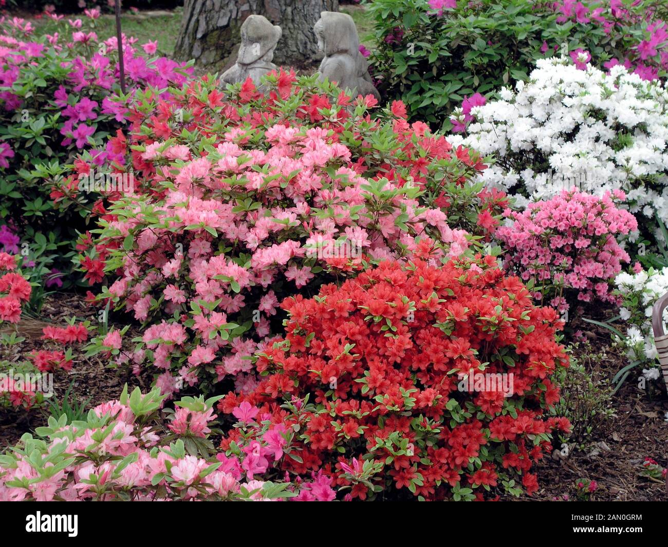 AZALEA MIXED PLANTING IN BORDER Stock Photo - Alamy
