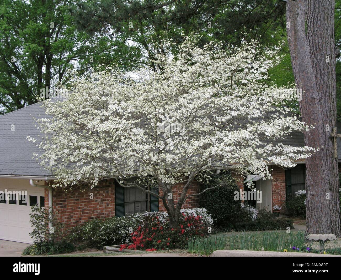 CORNUS FLORIDA WHITE Stock Photo - Alamy