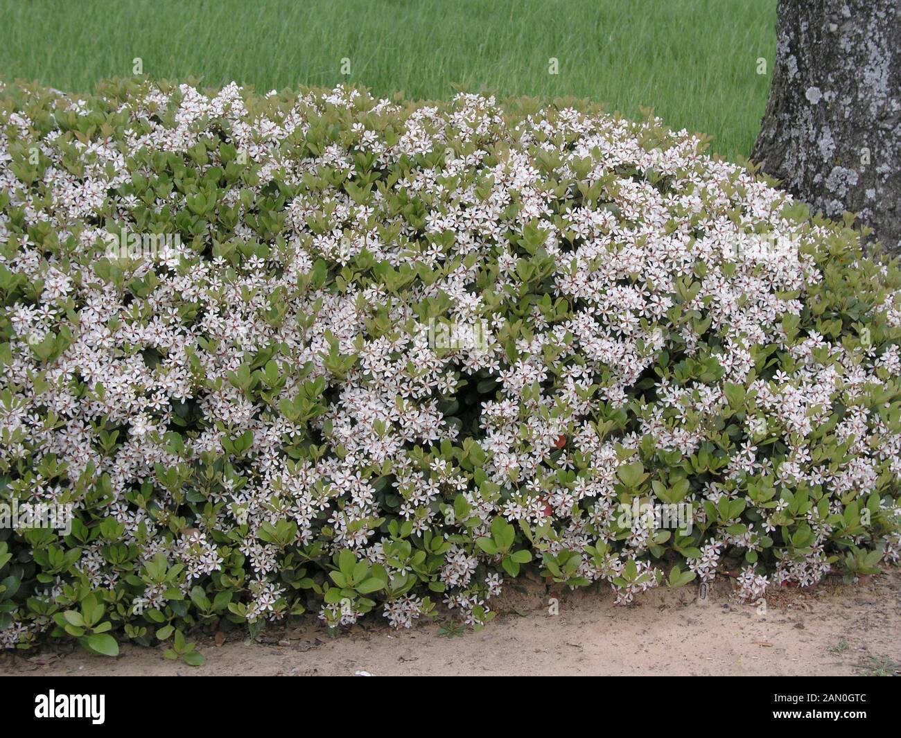 RHAPHIOLEPIS INDICA WHITE Stock Photo - Alamy