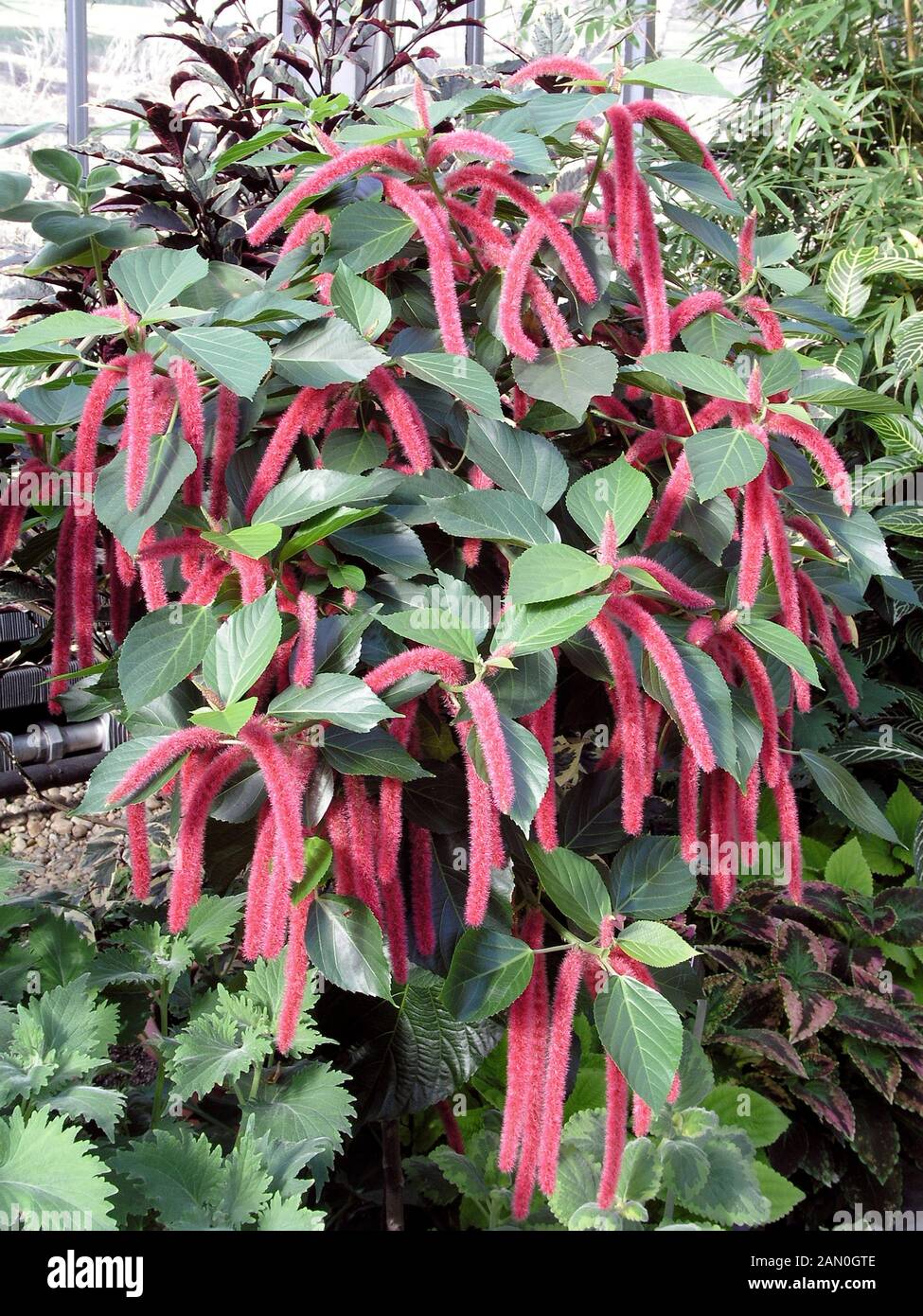 Acalypha repens hi-res stock photography and images - Alamy