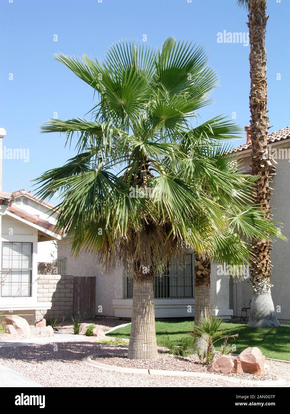 Washingtonia filifera hi-res stock photography and images - Alamy